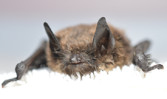 Bat-killing disease make the leap to the West – Cosmic Log