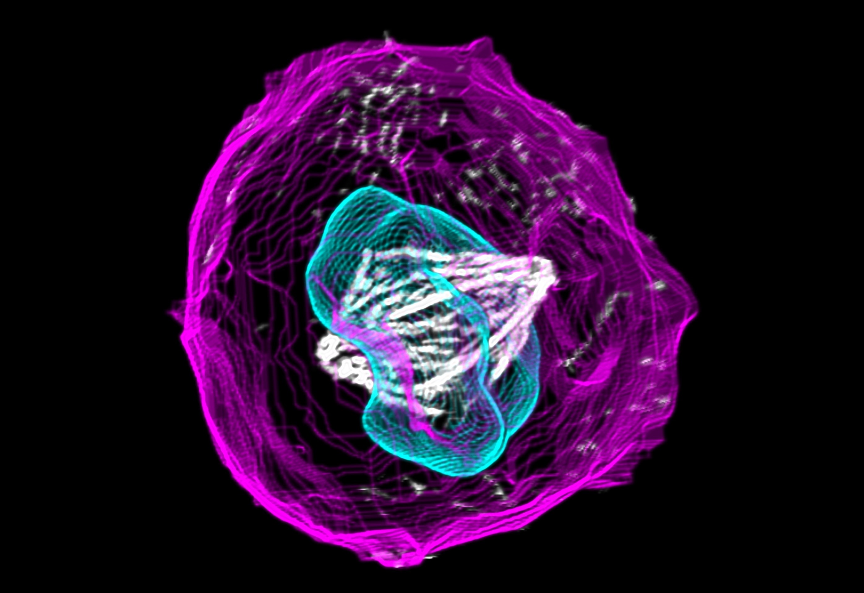 Get a colorful 3-D view of human stem cells – Cosmic Log