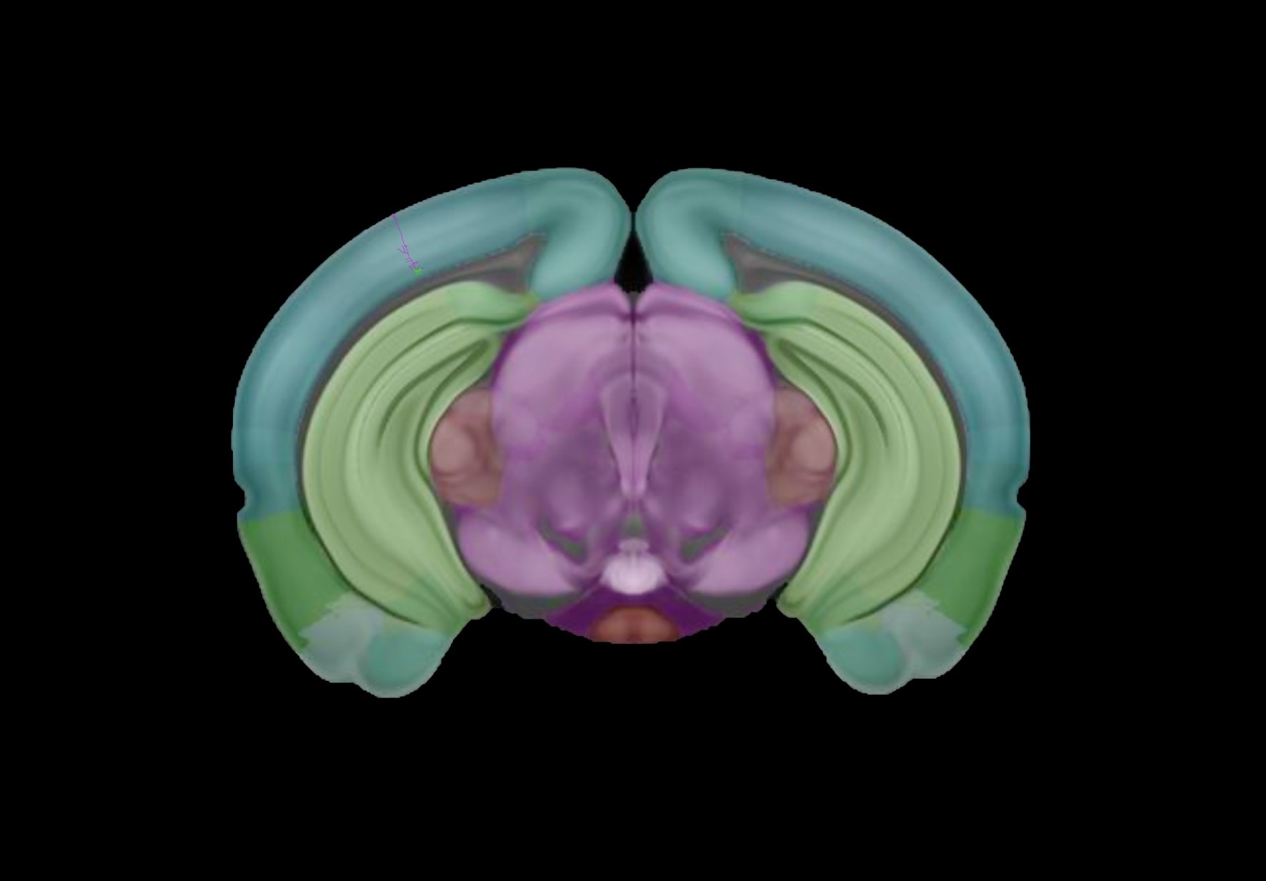 Allen Institute creates 3-D guide to the brain – Cosmic Log